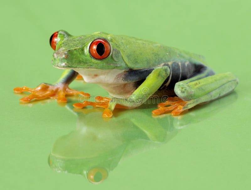 Baby red-eyed tree frog stock image. Image of frog, green - 5990109