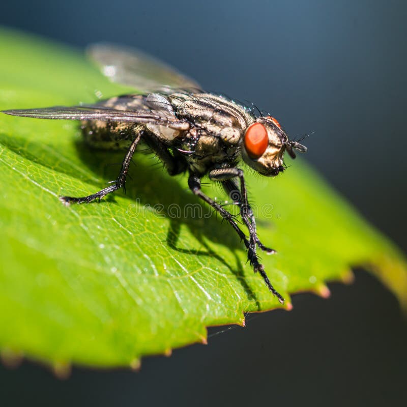Red Eye Guy stock photo. Image of insect, leaf, macro - 38808156