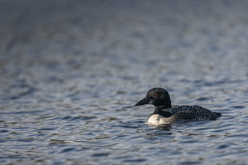Red eye Loon looking stock image. Image of deep, loone - 283035975