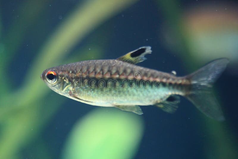 Red eye tetra stock image. Image of nature, sanctaefilomenae - 31067629