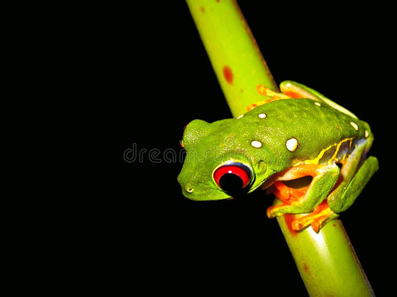 Glass Frog Transparent Amphibian in Rainforest Stock Image - Image of ...