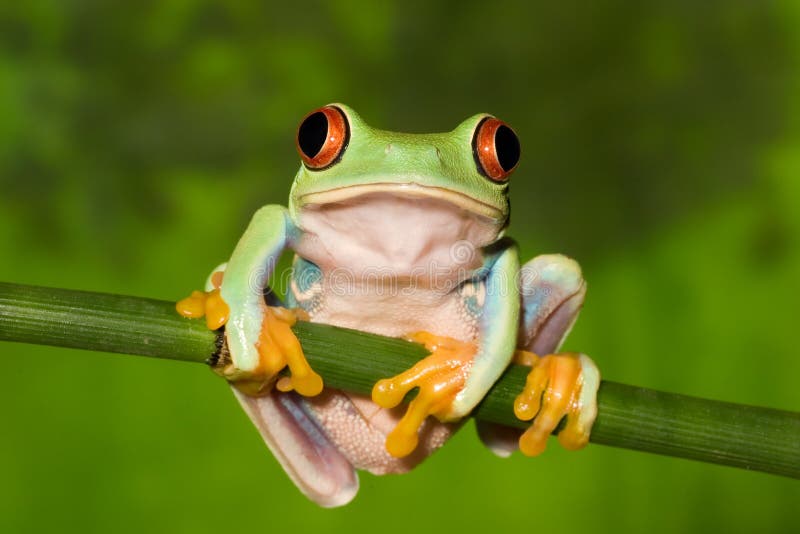 Red Eye Tree Frog on Branch Stock Image - Image of climbing, tropical ...
