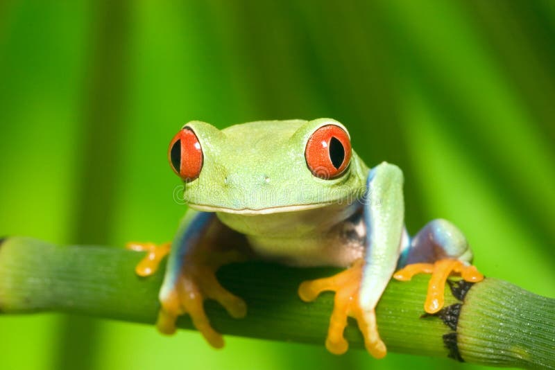 Red Eye Tree Frog on Branch Stock Image - Image of climbing, tropical ...