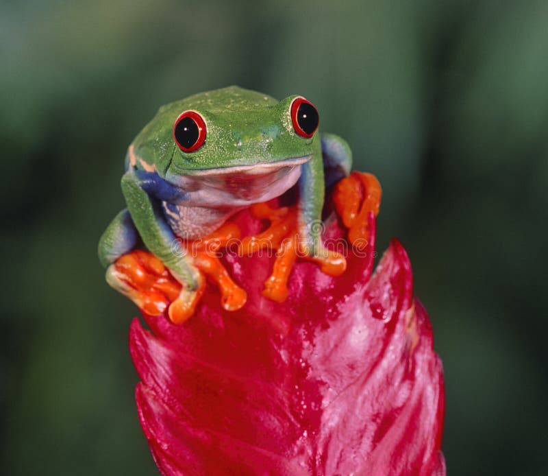 Red Eye Tree Frog on Red Leaf Stock Photo - Image of macro, agalychnis ...