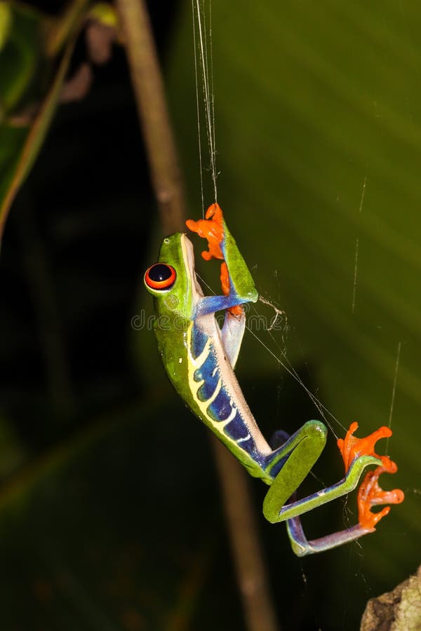 Red Eye Tree Frog Stuck in a Orb Weaver Spider Web Stock Photo - Image ...