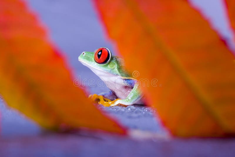 Red eyed stock image. Image of adaptation, eyed, animals - 2316615