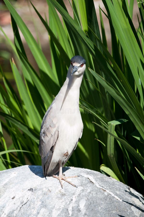 Angry Bird stock image. Image of displeased, american - 30008685