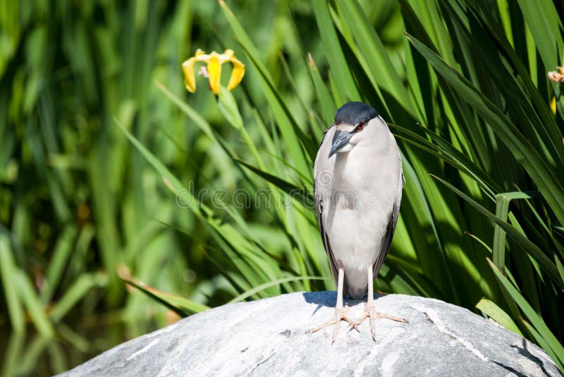 Angry Bird stock image. Image of displeased, american - 30008685