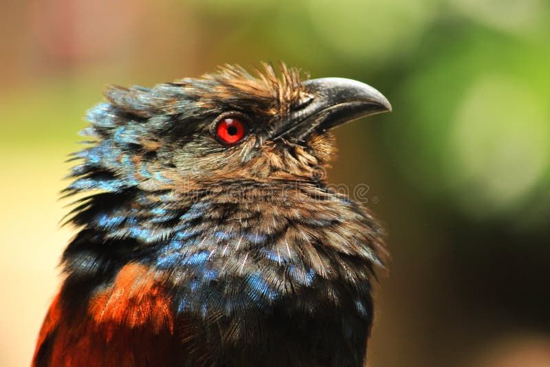 Red Eyed Bird Sat on Branch. Stock Image - Image of eyed, branch: 95144915