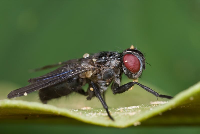 Red eyed, black fly stock photo. Image of closeup, park - 10510522