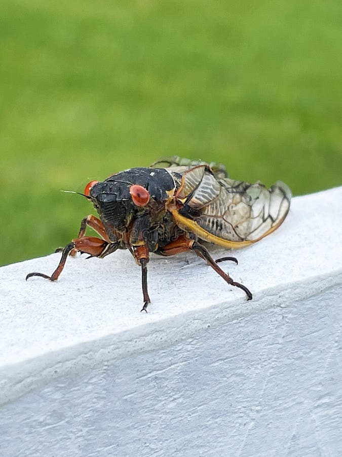 Ready Cicada Stock Photos - Free & Royalty-Free Stock Photos from ...