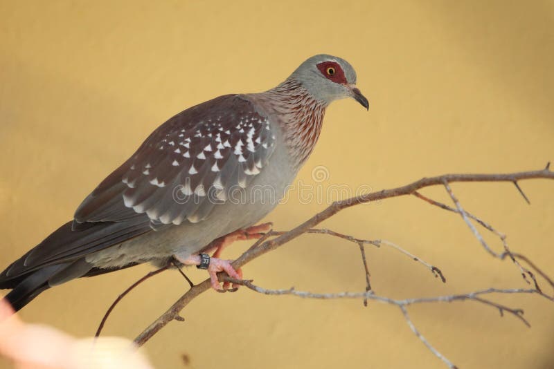 Red-eyed Dove - Streptopelia Semitorquata Stock Image - Image of ...