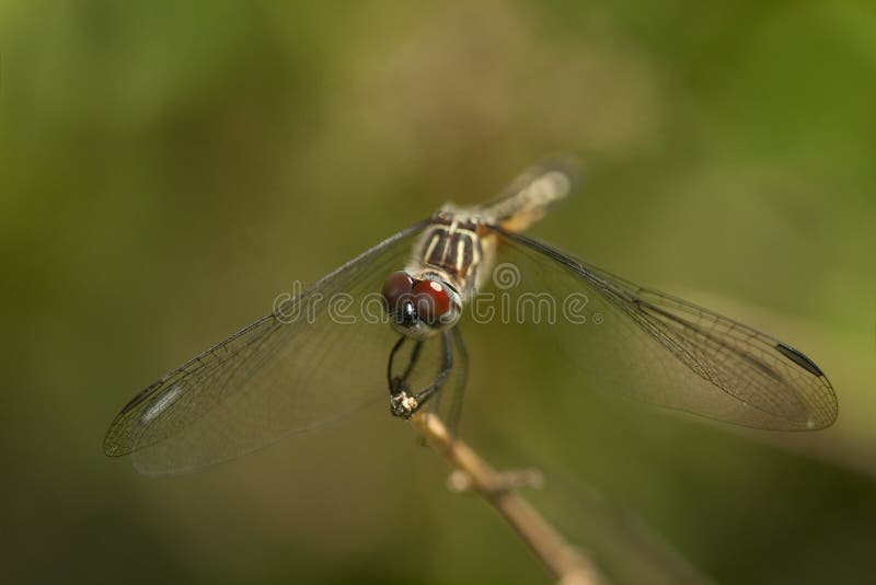 Red Eyed Dragonfly - Erythemis Plebeja Stock Photo - Image of flying ...