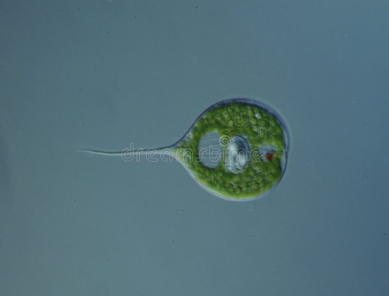 Red-eyed flagella stock photo. Image of green, flagellate - 194439500