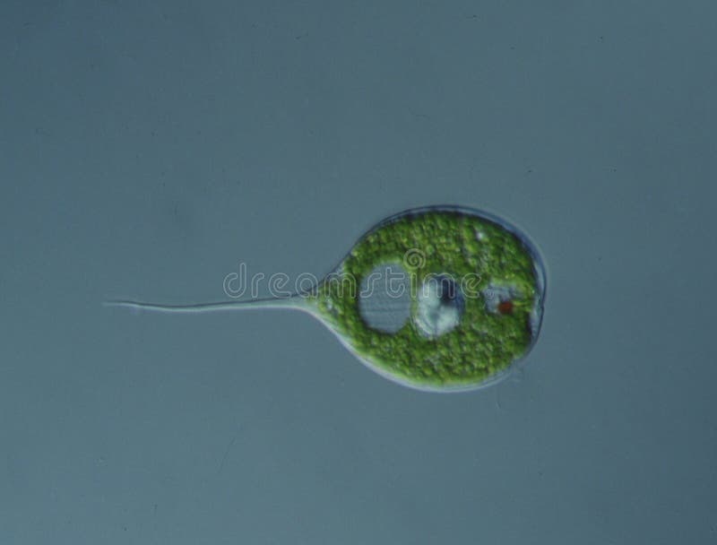 Red-eyed flagella stock photo. Image of float, swimming - 194439504