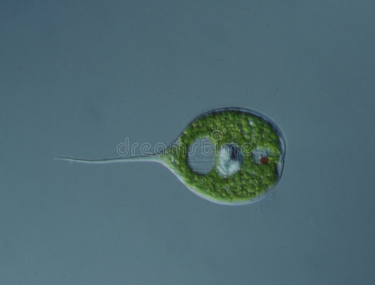 Red-eyed flagella stock photo. Image of float, swimming - 194439504