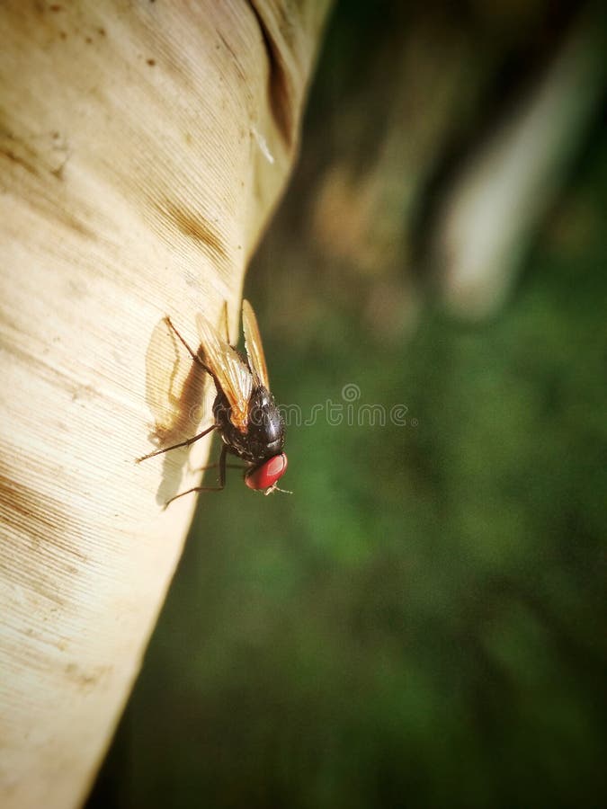 The red-eyed flies stock image. Image of leaves, insect - 116138853