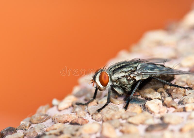 Red eyed fly stock photo. Image of insect, rock, pest - 22841442