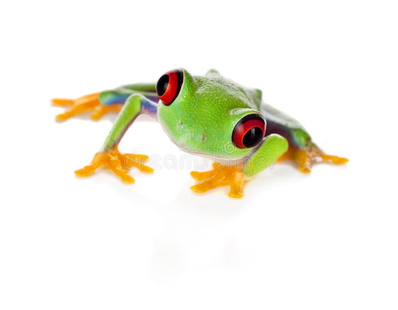Red-eyed Tree Frog Isolated Stock Image - Image of white, eyed: 3593351
