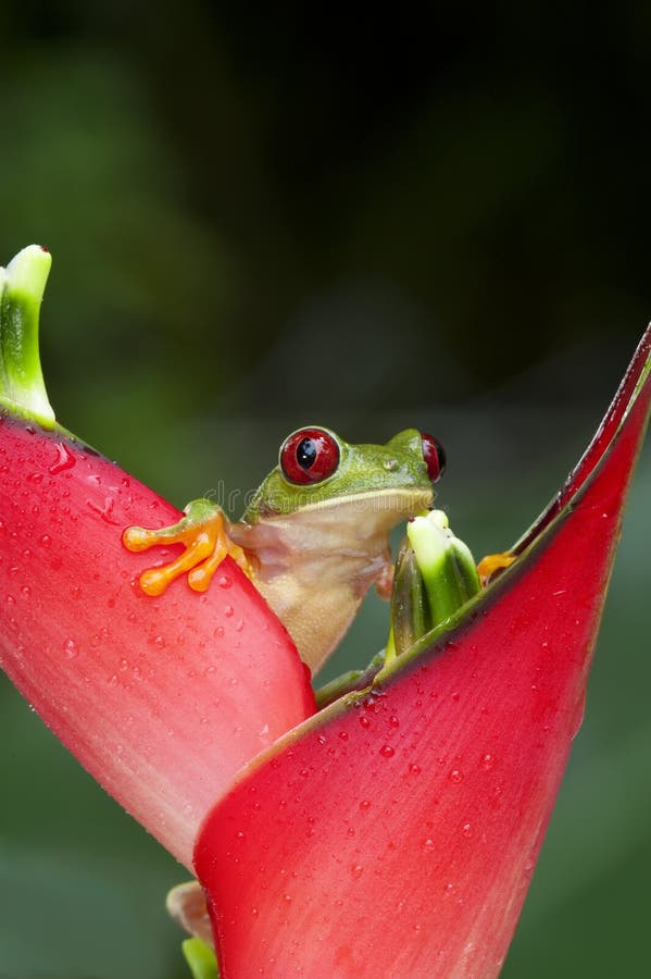 Flying Frog, Frogs, Tree Frog, Amphibians, Animals, Macro, Macro ...