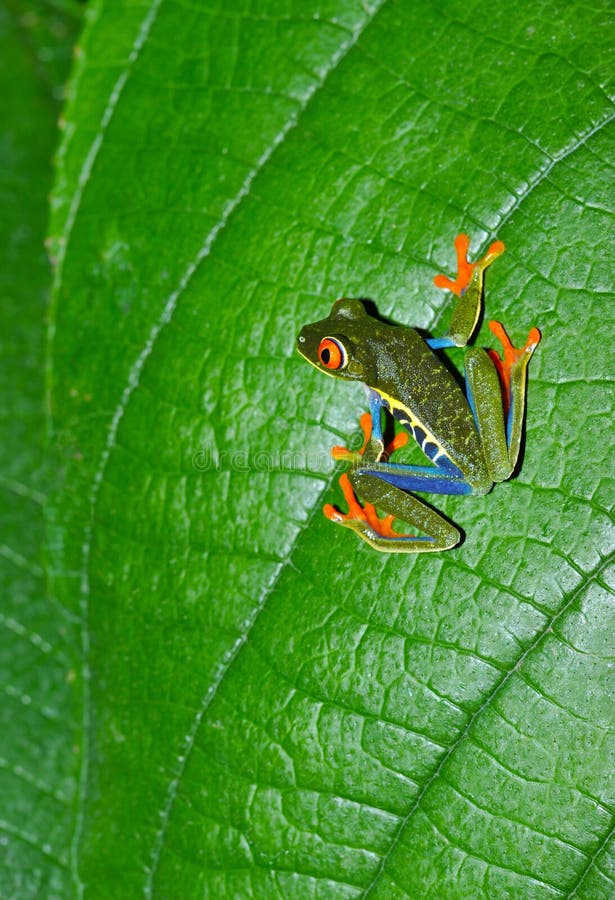 Red Eyed Green Tree Leaf Frog,costa Rica Stock Image - Image of leaf ...