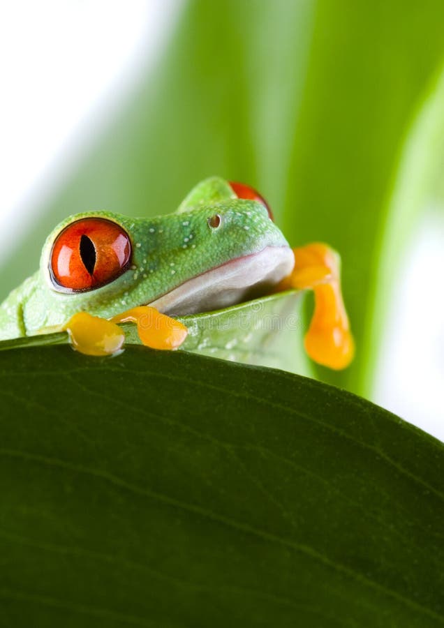 Red Eyed Leaf Frog Picture. Image: 1940365