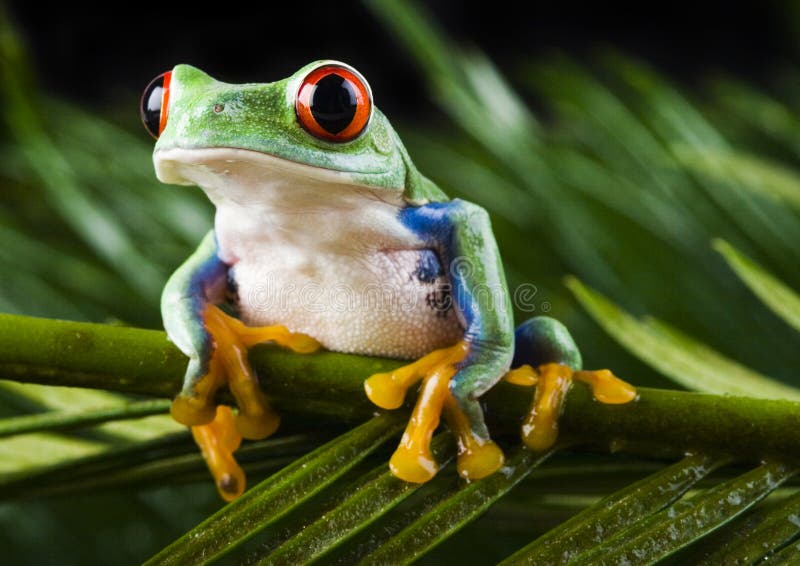 Red eyed leaf frog stock image. Image of green, anura - 1940399