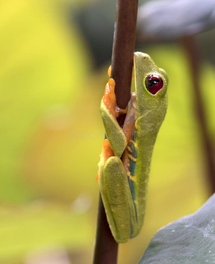 Red-Eyed Leaf Frog stock image. Image of wildlife, rana - 81438807