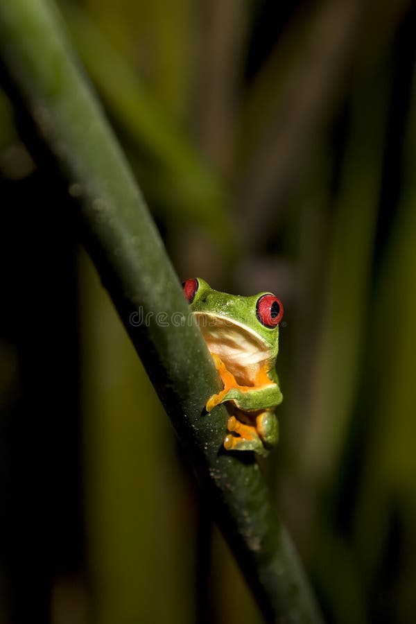 Red-eyed Leaf Frog VI stock photo. Image of tree, rica - 9095438