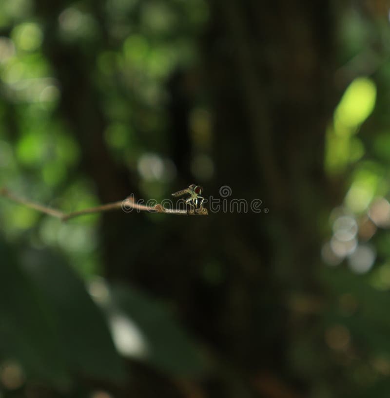 A Red Eyed Rare Tiny Predator Fly on the Tip of a Dry Stick Stock Photo ...