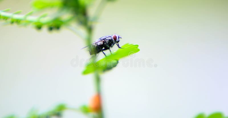 A Red-eyed, Striped Fly is Laying Eggs on a Green Plant. Stock Photo ...
