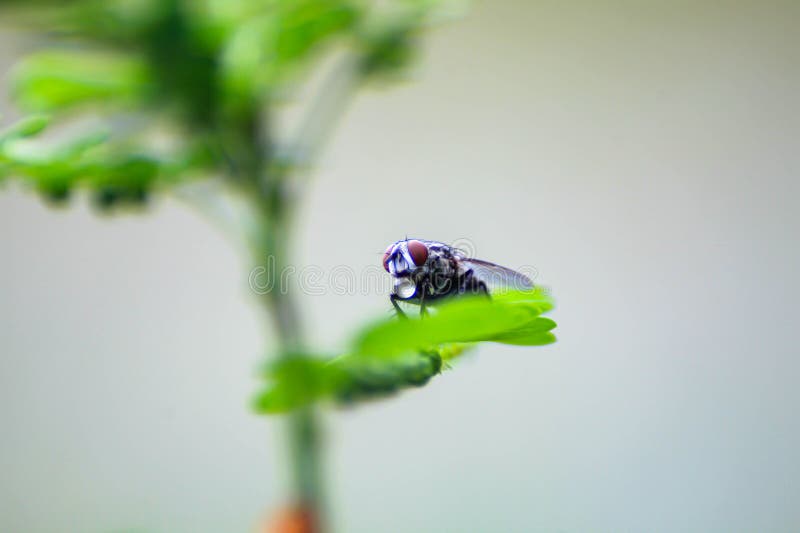 A Red-eyed, Striped Fly is Laying Eggs on a Green Plant. Stock Image ...