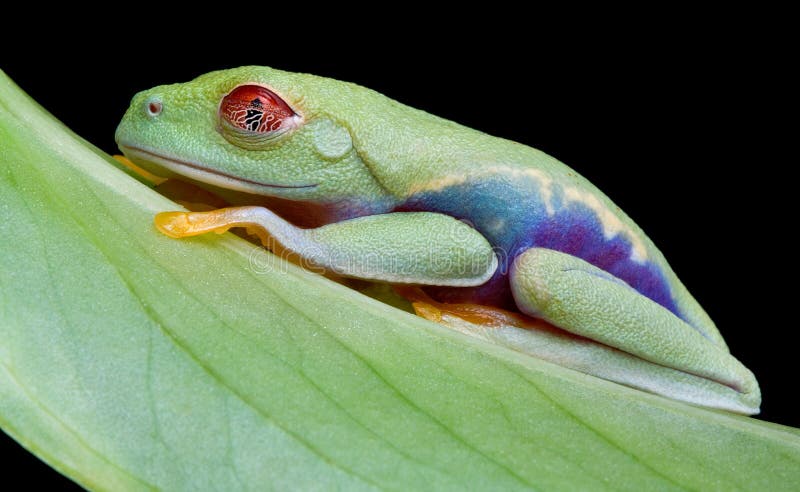 Baby red-eyed tree frog stock image. Image of frog, green - 5990109