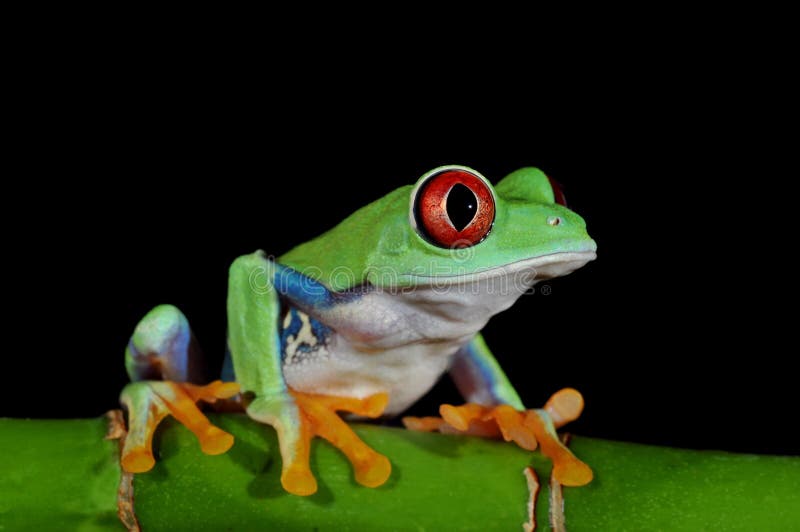 Red eyed tree frog stock image. Image of species, eyes - 13677937