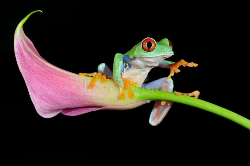Red eyed tree frog stock image. Image of environment - 13680699
