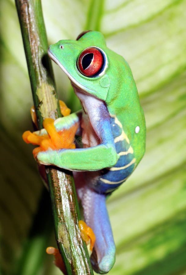 Red eyed tree frog stock photo. Image of beauty, terrarium - 13703354