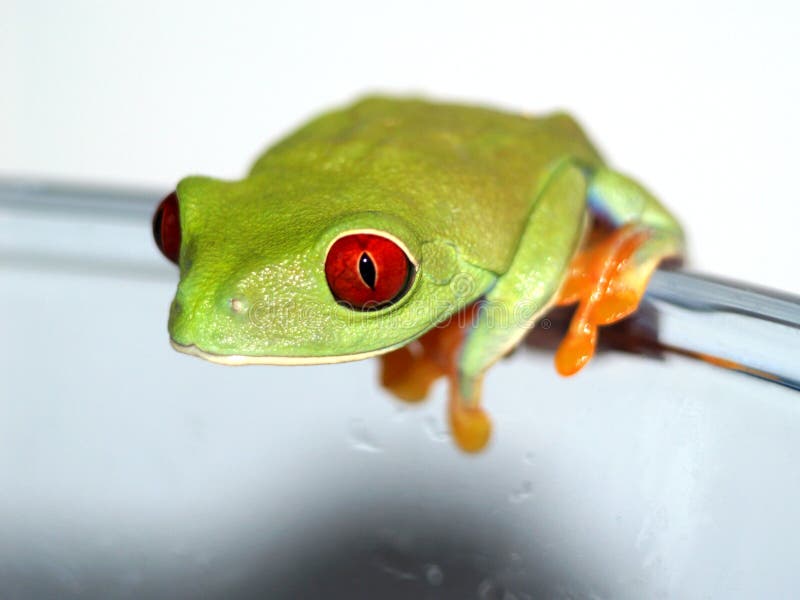 Red-eyed Tree Frog (153), Agalychnis Callidryas Stock Photo - Image of ...