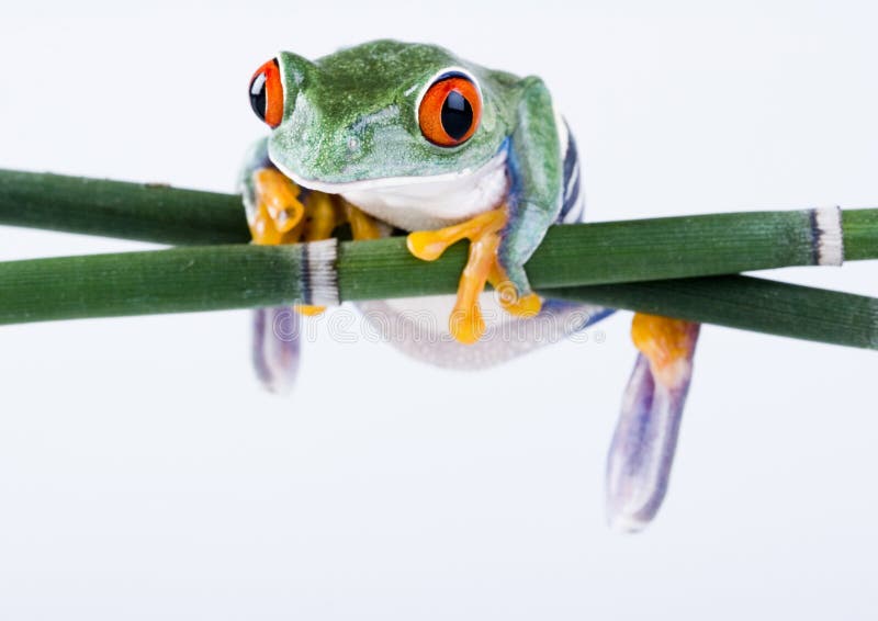 Red eyed tree frog stock image. Image of extinction, agalychnis - 1940851