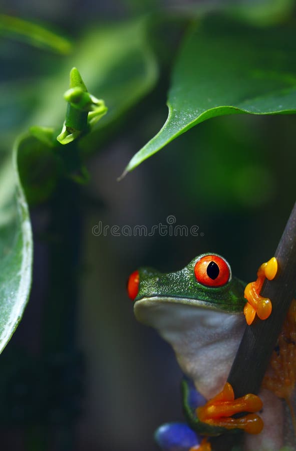 Red-Eyed Tree Frog stock photo. Image of jungle, amphibian - 20415472