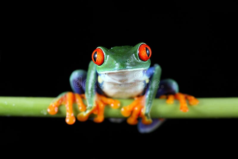 Red Eye tree frog 1 stock image. Image of reptile, peer - 16238319