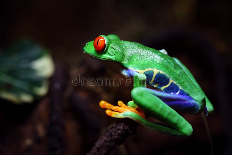 Glass Frog Transparent Amphibian in Rainforest Stock Image - Image of ...