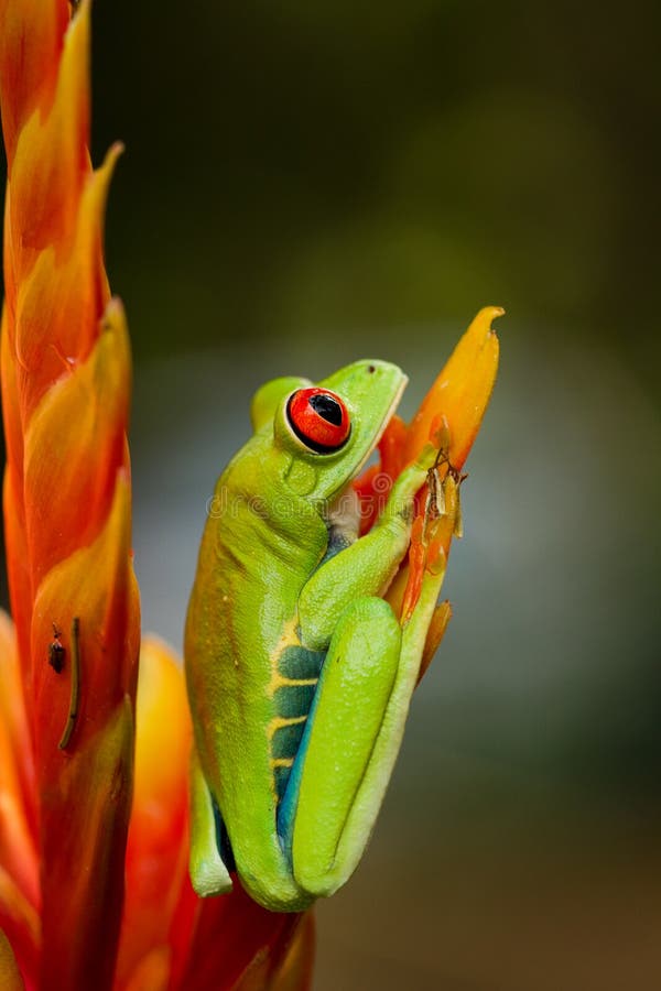 Red Eyed Green Tree Frog, Costa Rica Stock Image - Image of green, rain ...