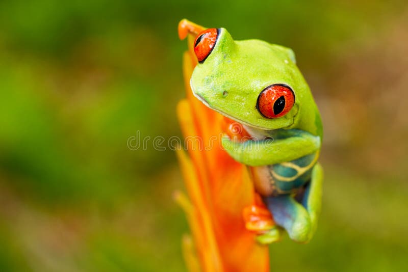 Red eyed tree frog stock photo. Image of orange, jump - 20797944