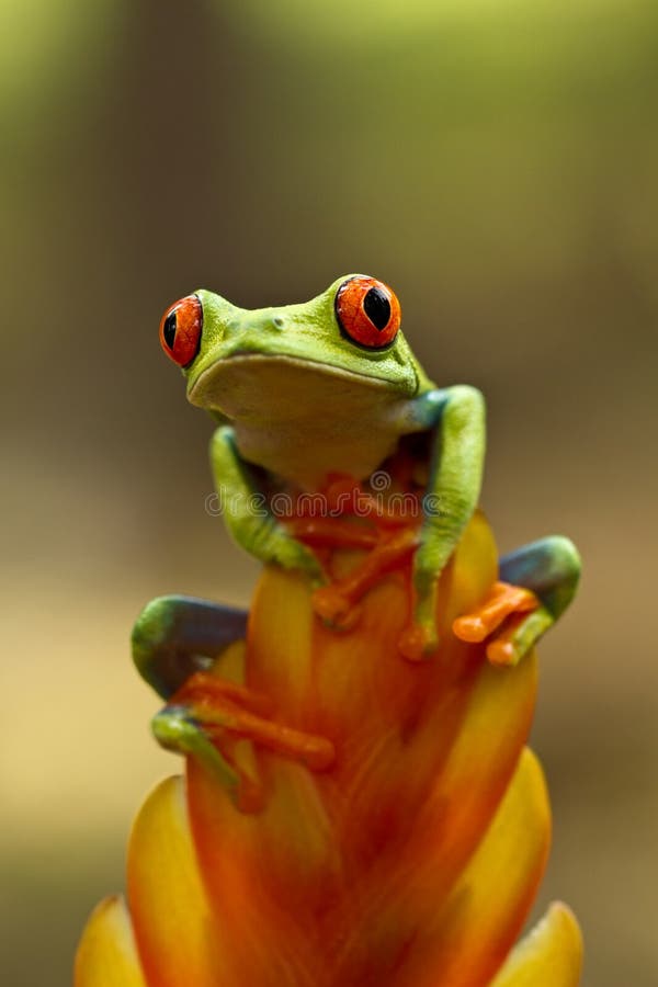 Red eyed tree frog stock image. Image of natural, animal - 20797947