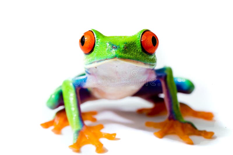 Red Poison Frog Exotic Poisonous Animal Stock Photo - Image of leaf ...