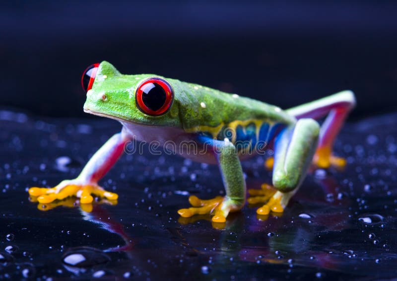 Red Eyed Tree Frog stock image. Image of profile, face - 35982315
