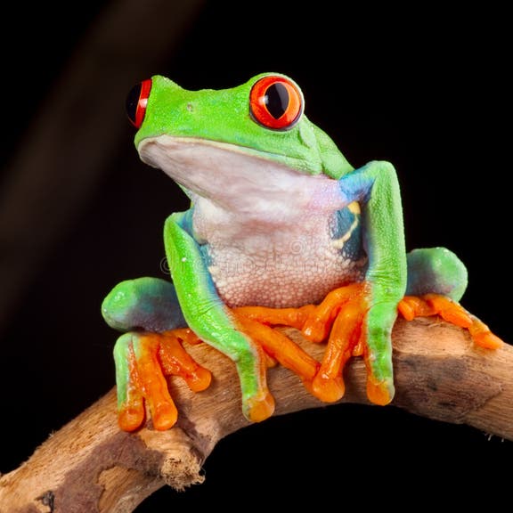 Red eyed tree frog stock photo. Image of colorful, tree - 23155674
