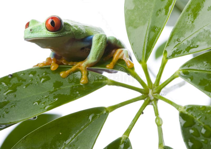 Red eyed tree frog stock photo. Image of lean, frog, leaf - 2395702