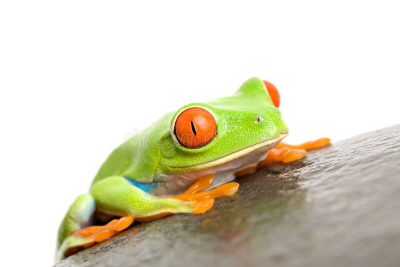 Red Eye Tree Frog Profile stock image. Image of jump, endangered - 594483