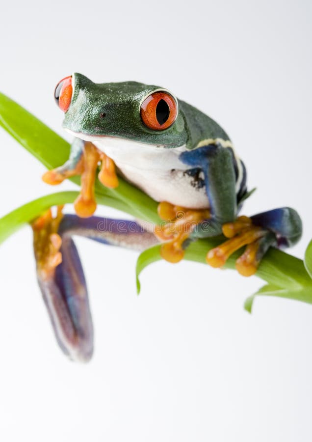 Red eyed tree frog stock photo. Image of amphibian, frogs - 2872934